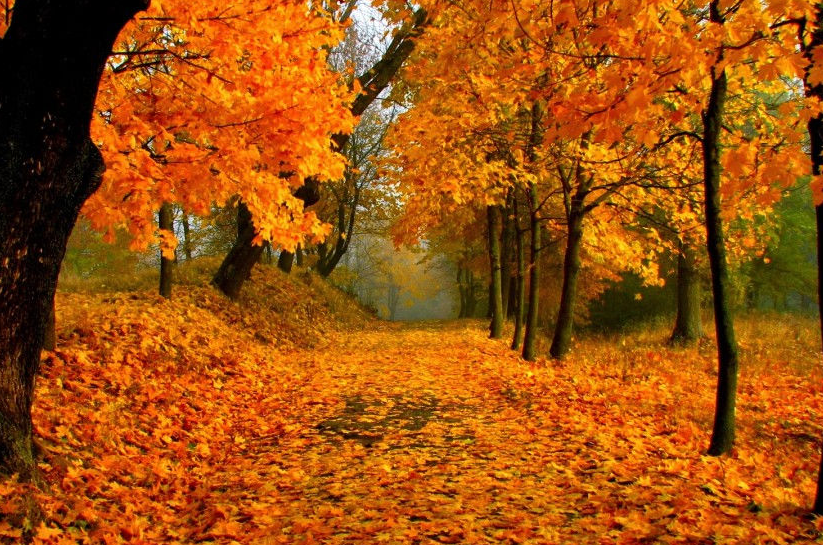 Dove vedere il foliage più spettacolare in Italia | Touring Club Italiano