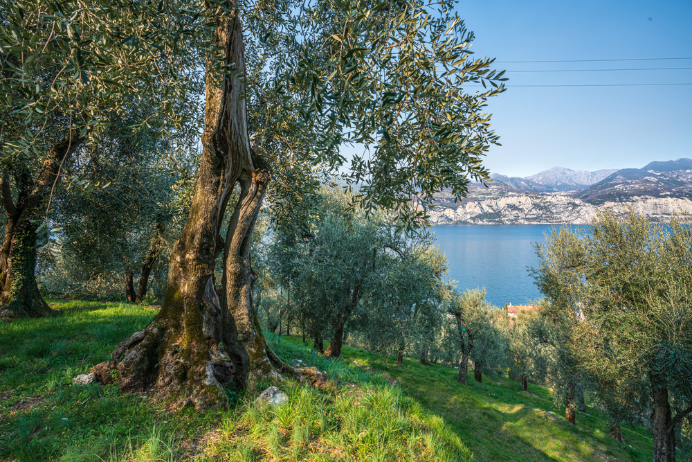 Tra le Colline Moreniche del Garda scoprendo eccellenze del gusto ...
